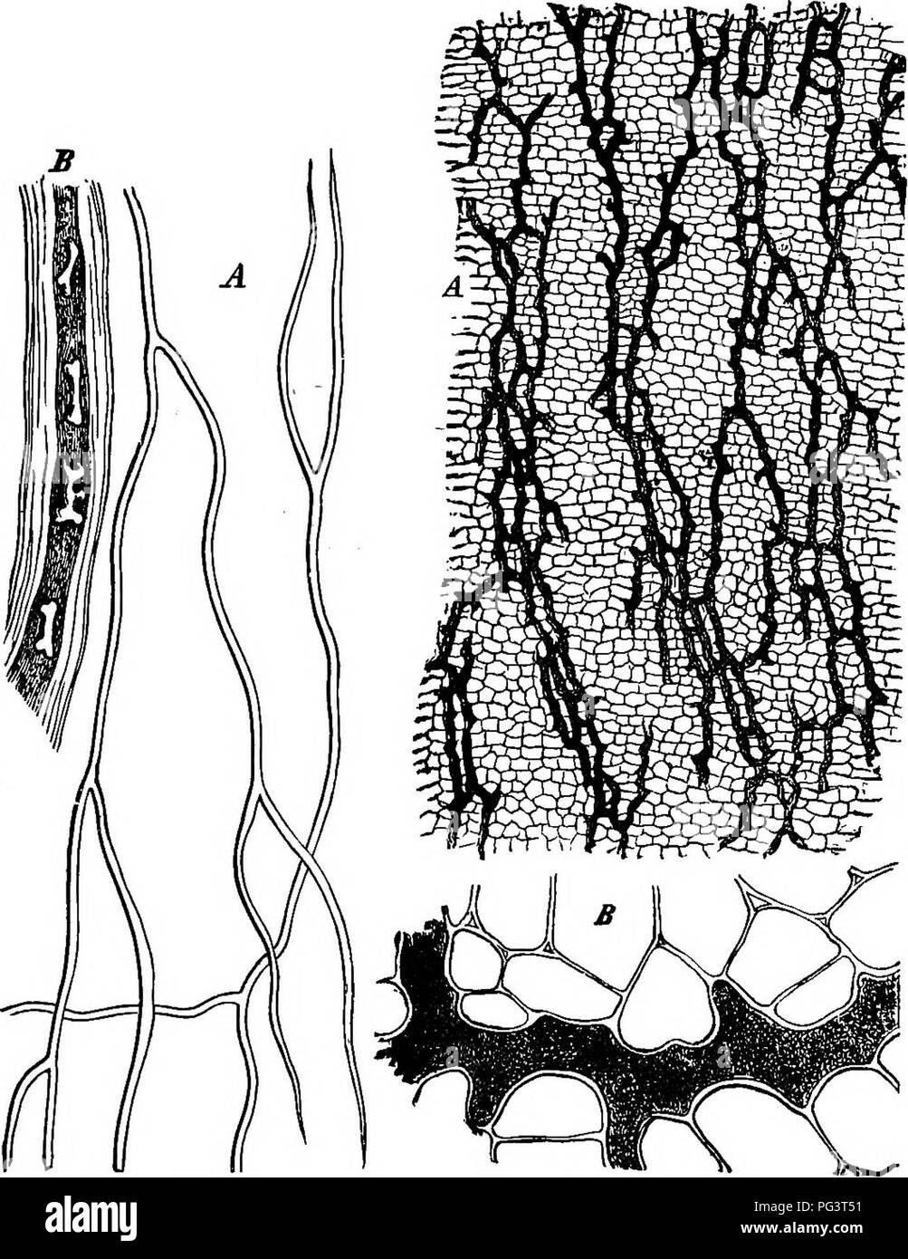 Transverse section of a root hi-res stock photography and images - Alamy