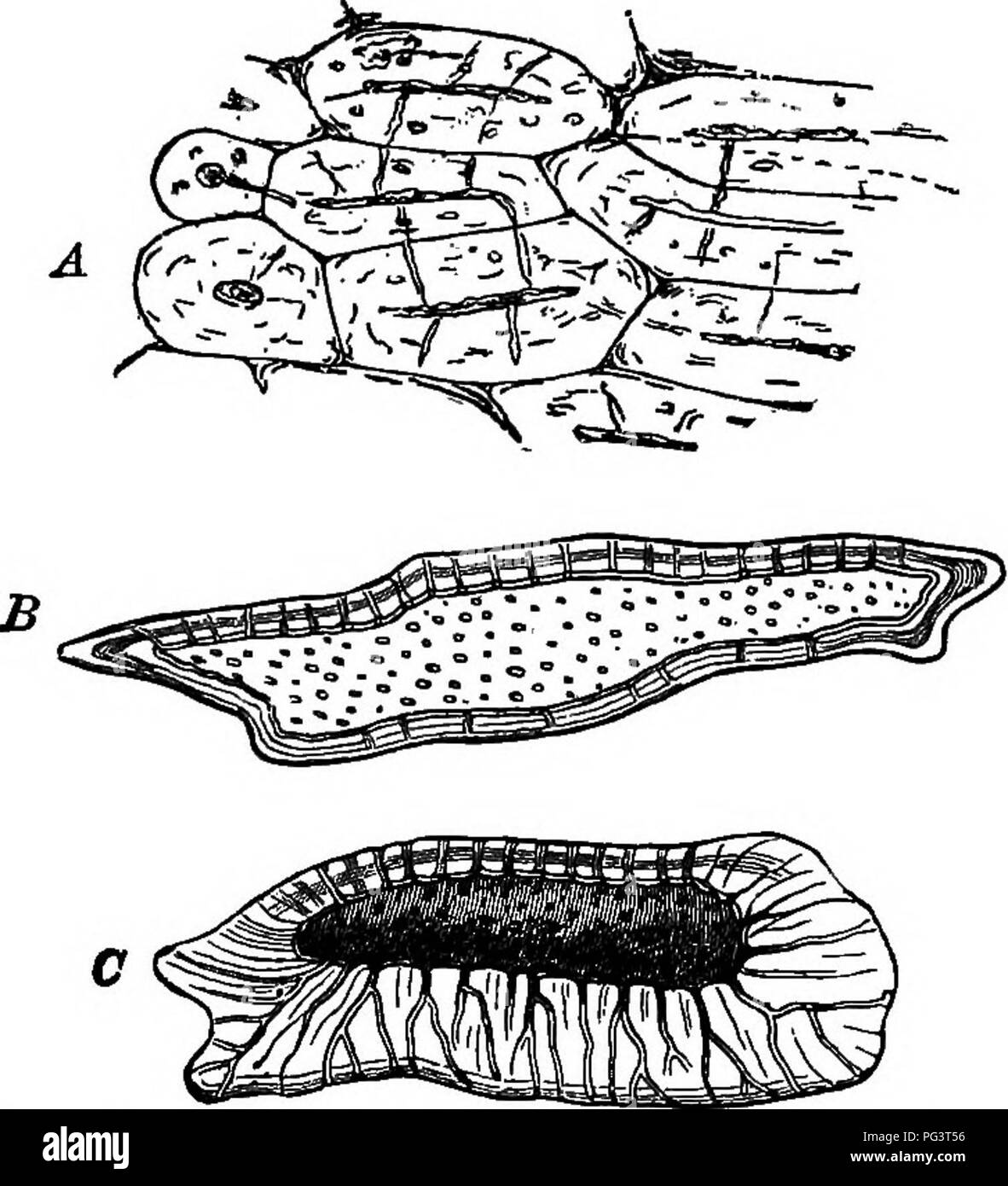 Regular e irregular hi-res stock photography and images - Alamy