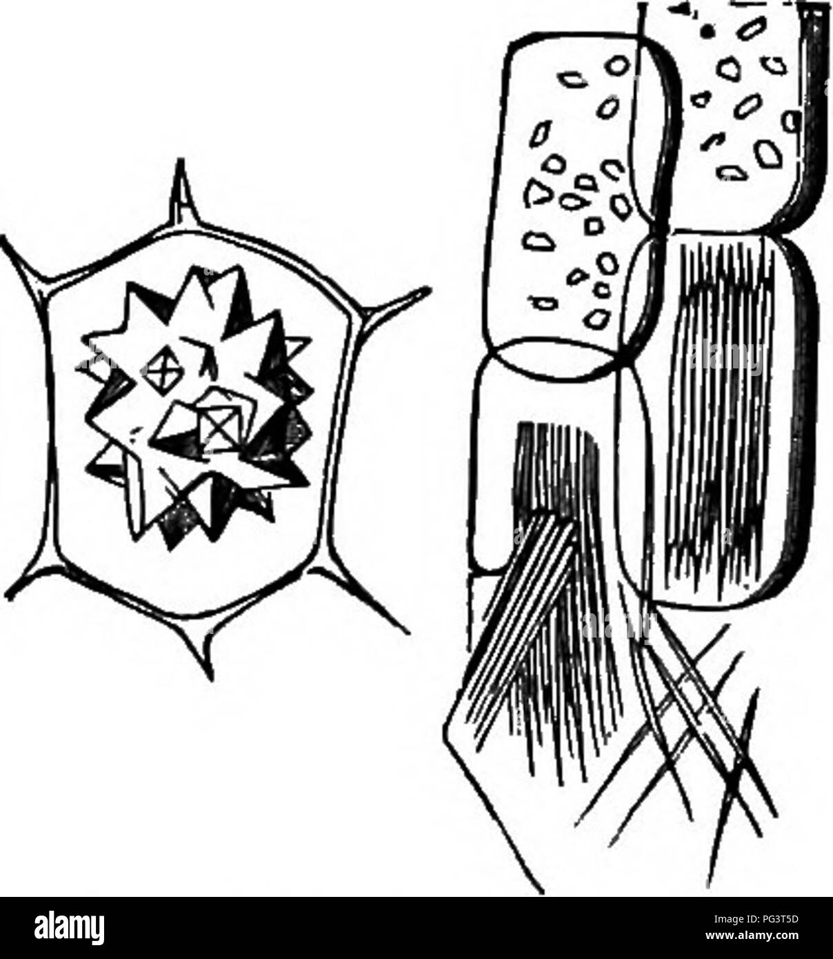 Aleurone granules hi-res stock photography and images - Alamy