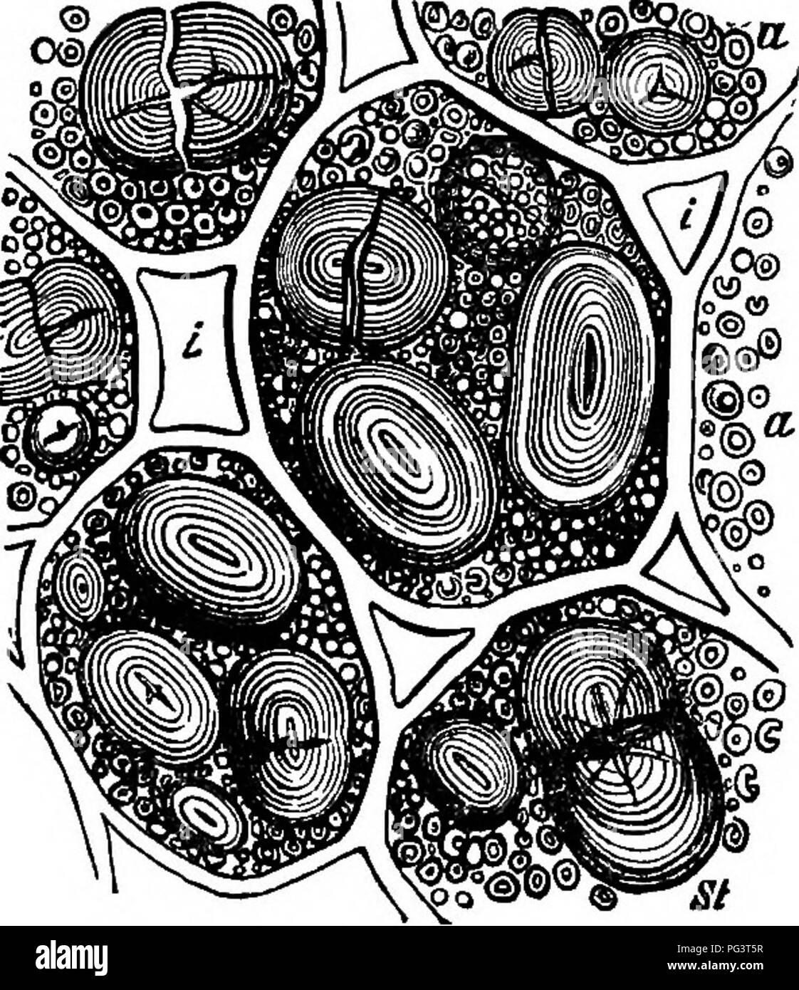 Starch granules in plant cells hi-res stock photography and images - Alamy