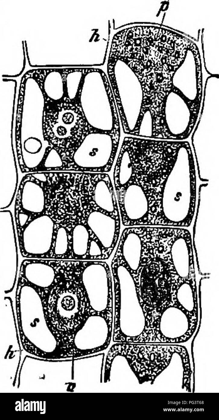 Plant cells under microscope Black and White Stock Photos & Images - Alamy