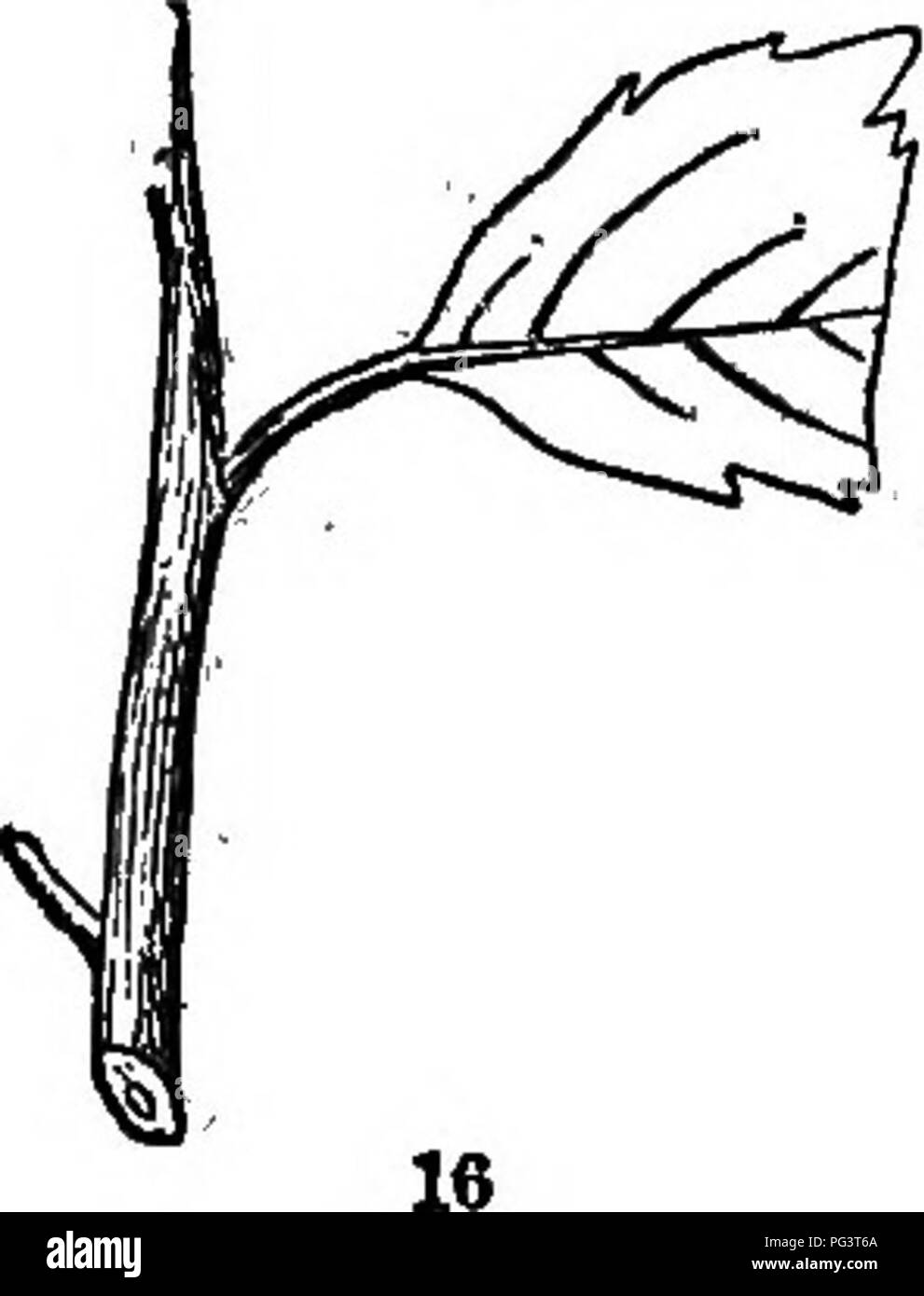 Coiling branches Black and White Stock Photos & Images - Alamy