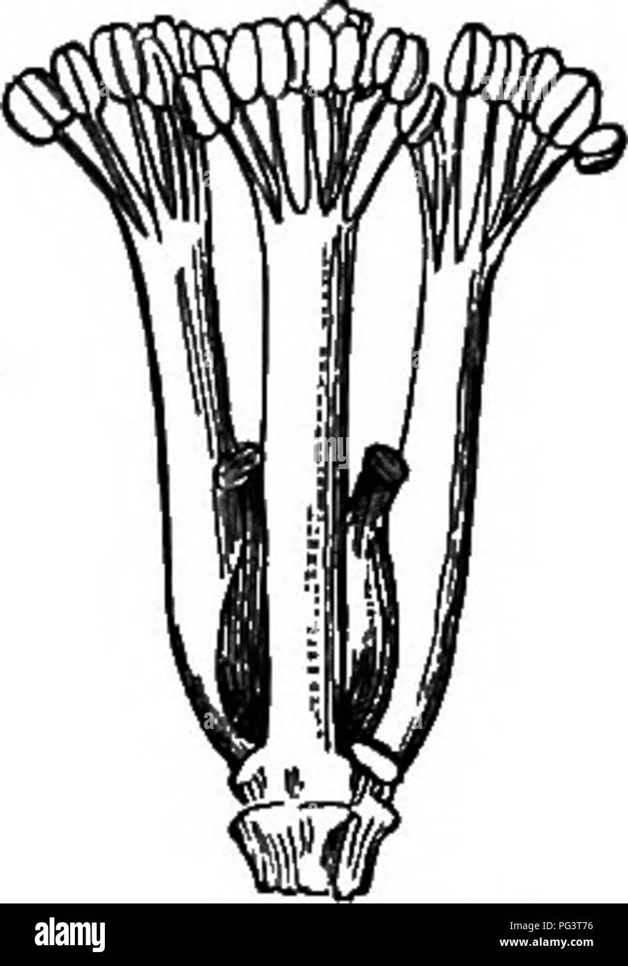 This work covers the fundamental aspects of botany, focusing on the ...