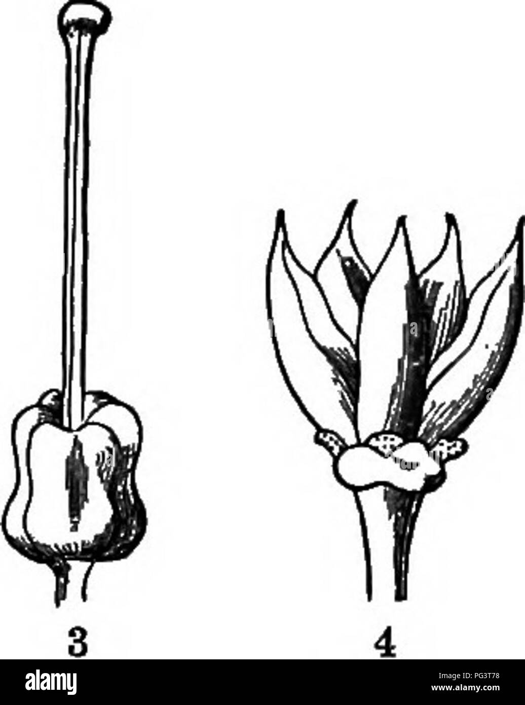 This text covers essential botanical concepts, including the structure ...