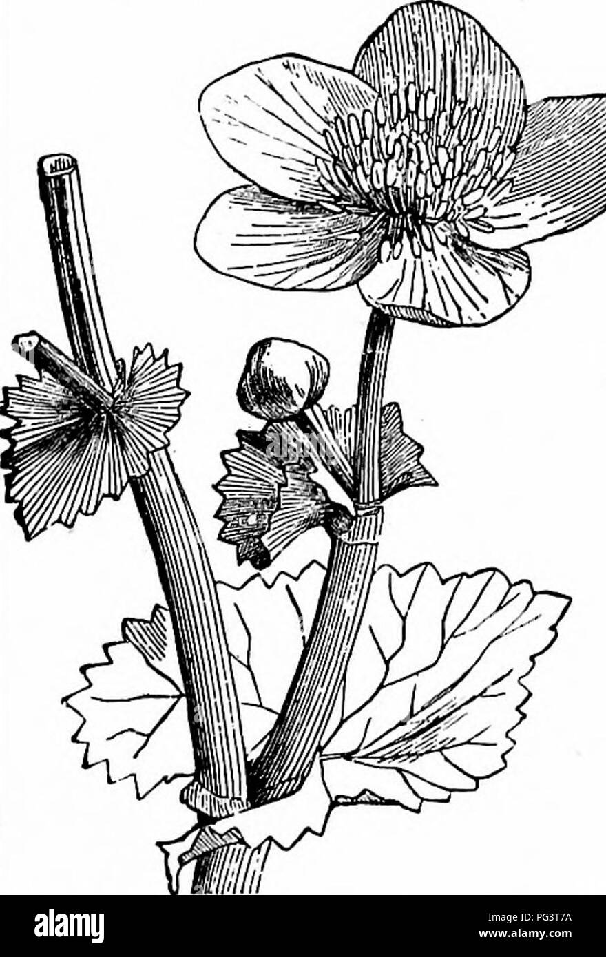 Parts Of The Flower Black and White Stock Photos & Images - Alamy