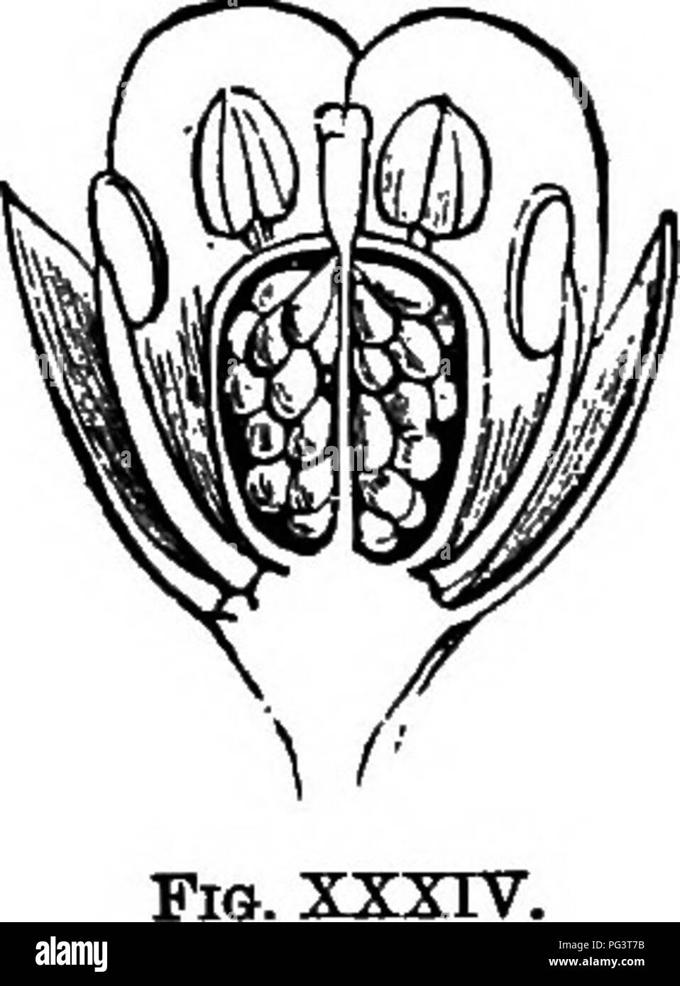 This text discusses the formation and structure of plant ovaries ...