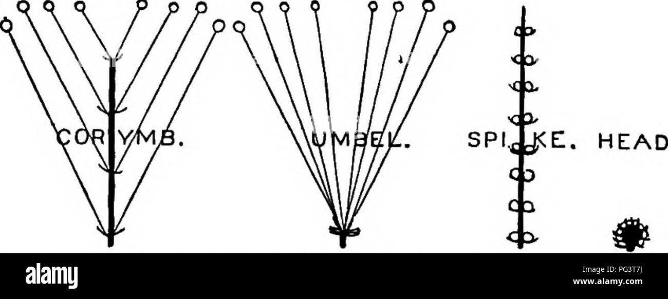 Elongated spikes Black and White Stock Photos & Images - Alamy