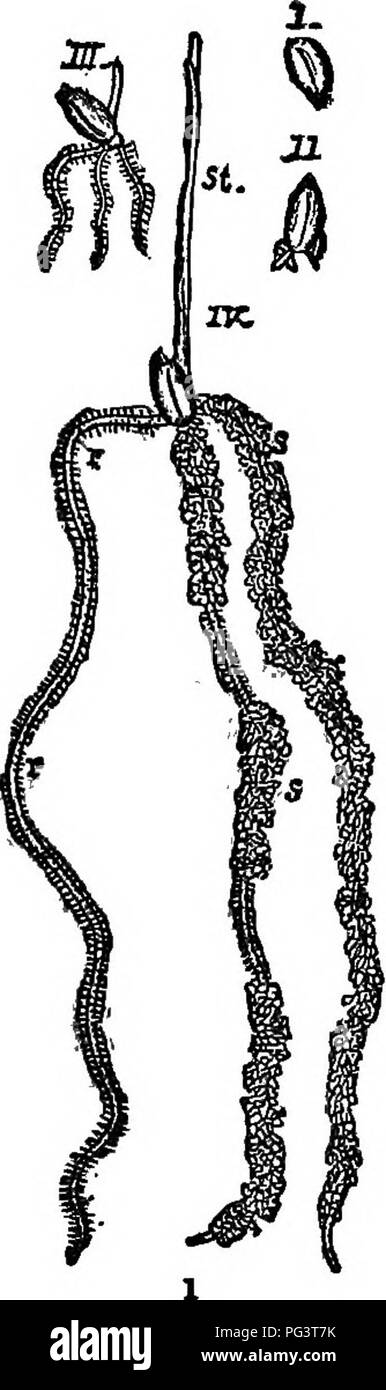 Root hair in plants hi-res stock photography and images - Alamy