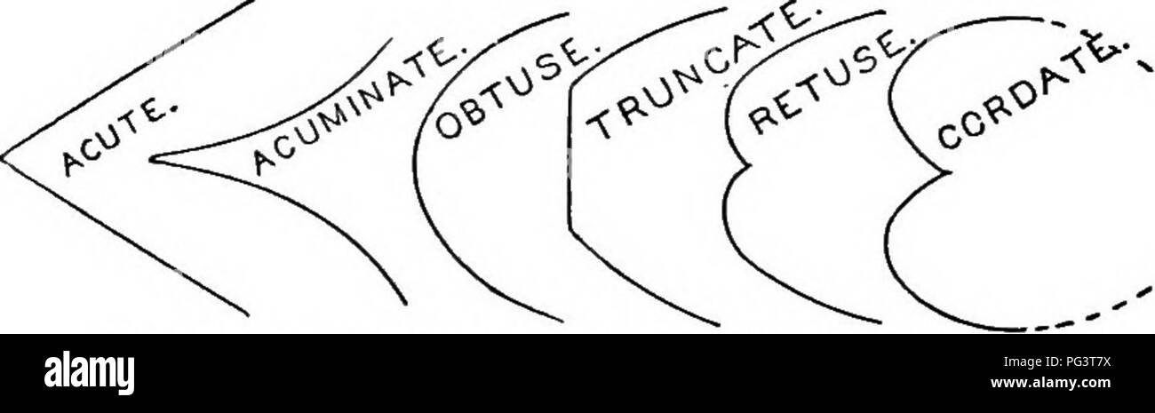 Acute leaf apex hi-res stock photography and images - Alamy