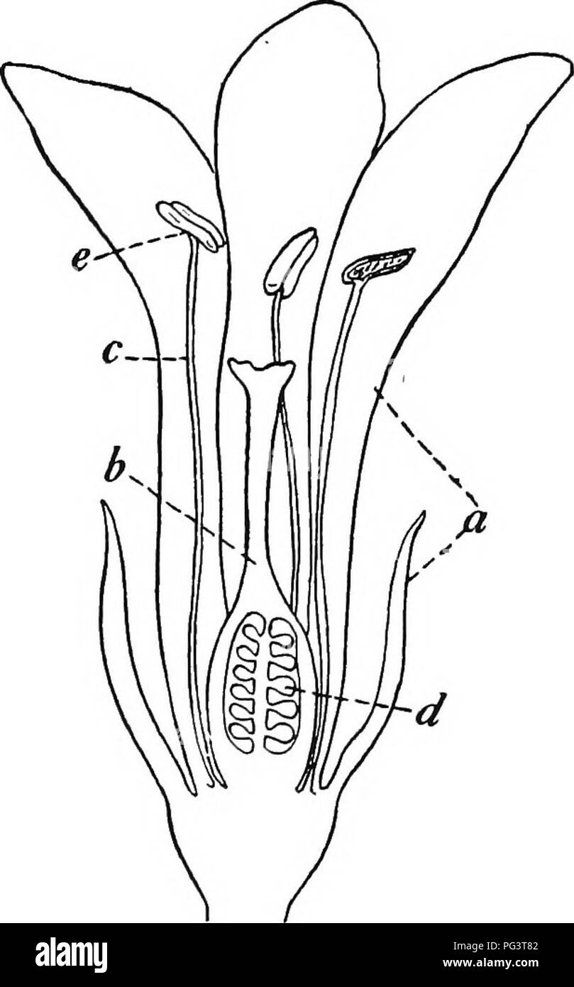 Male Plant Reproductive Structure