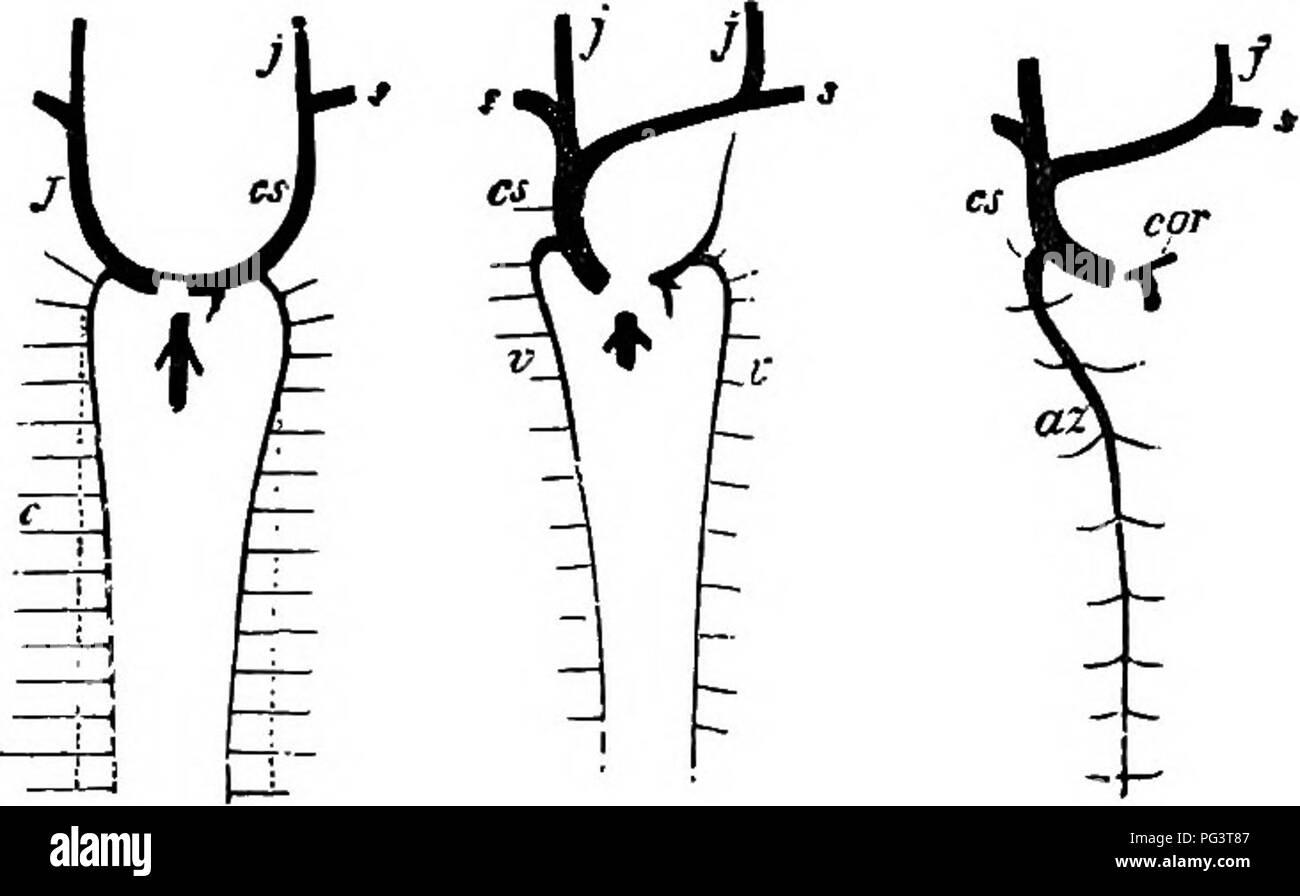 This diagram shows the development of the venous system in mammals ...