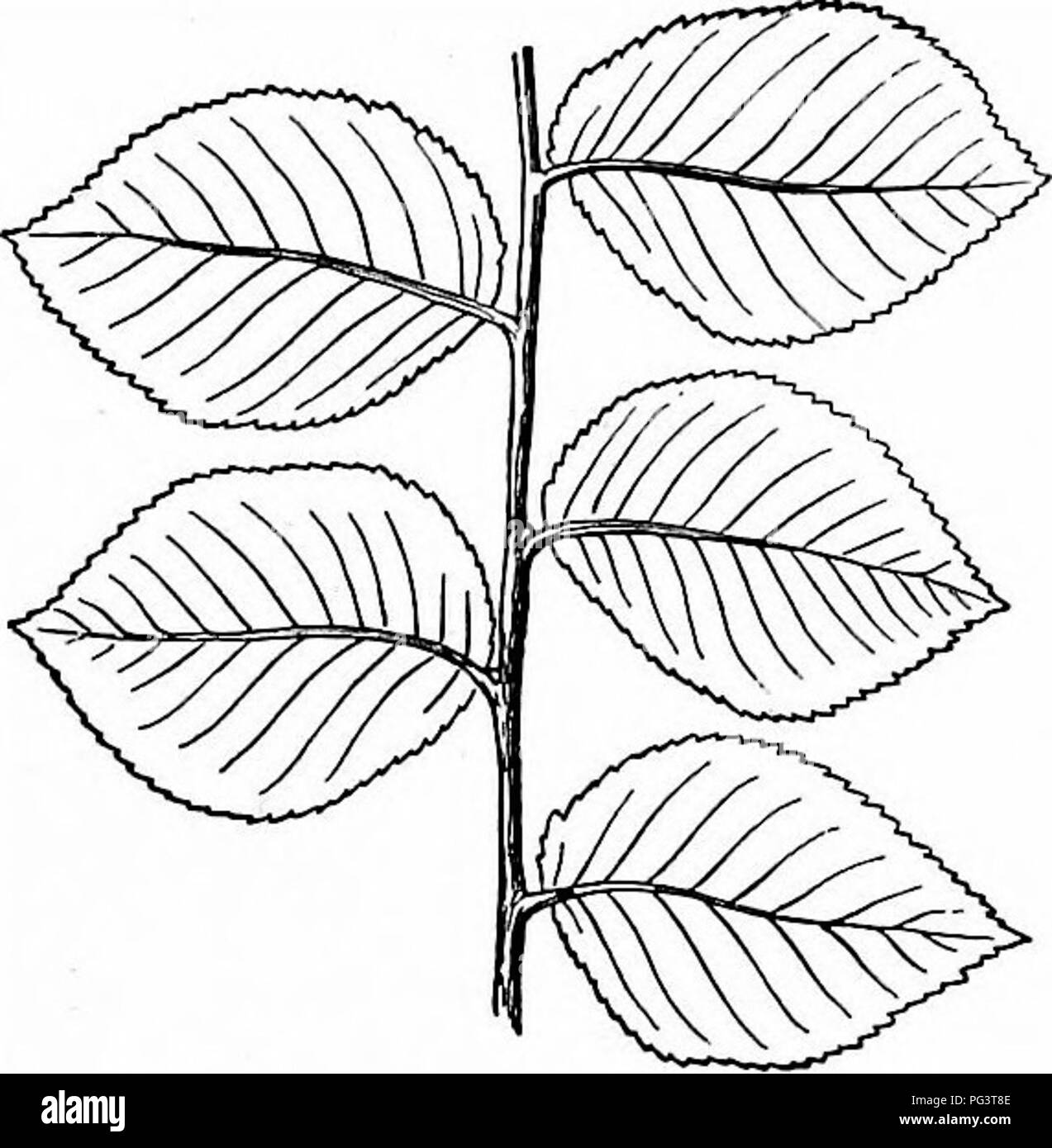 This botany guide covers the essential aspects of plant anatomy ...