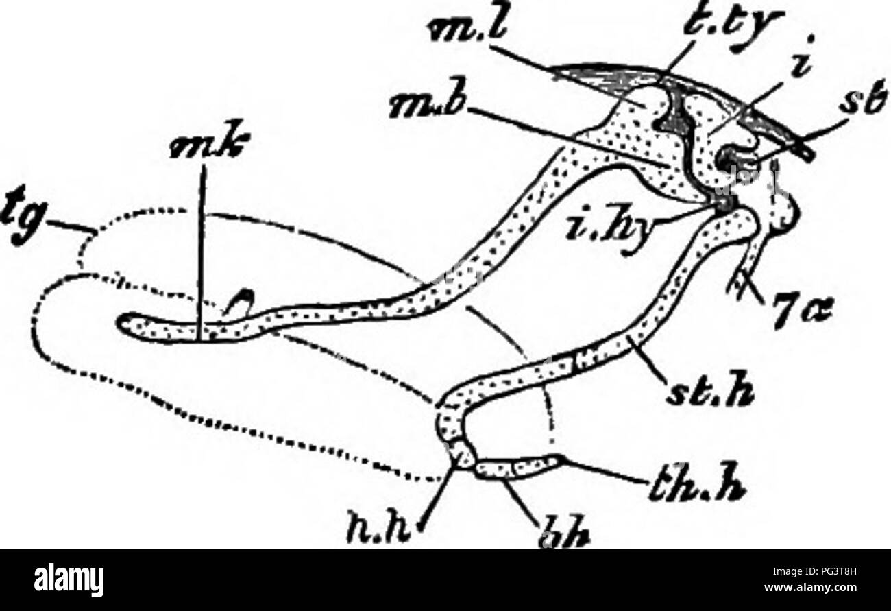 . The elements of embryology . Embryology. XII.] MANDIBULAK AND HTOID ...