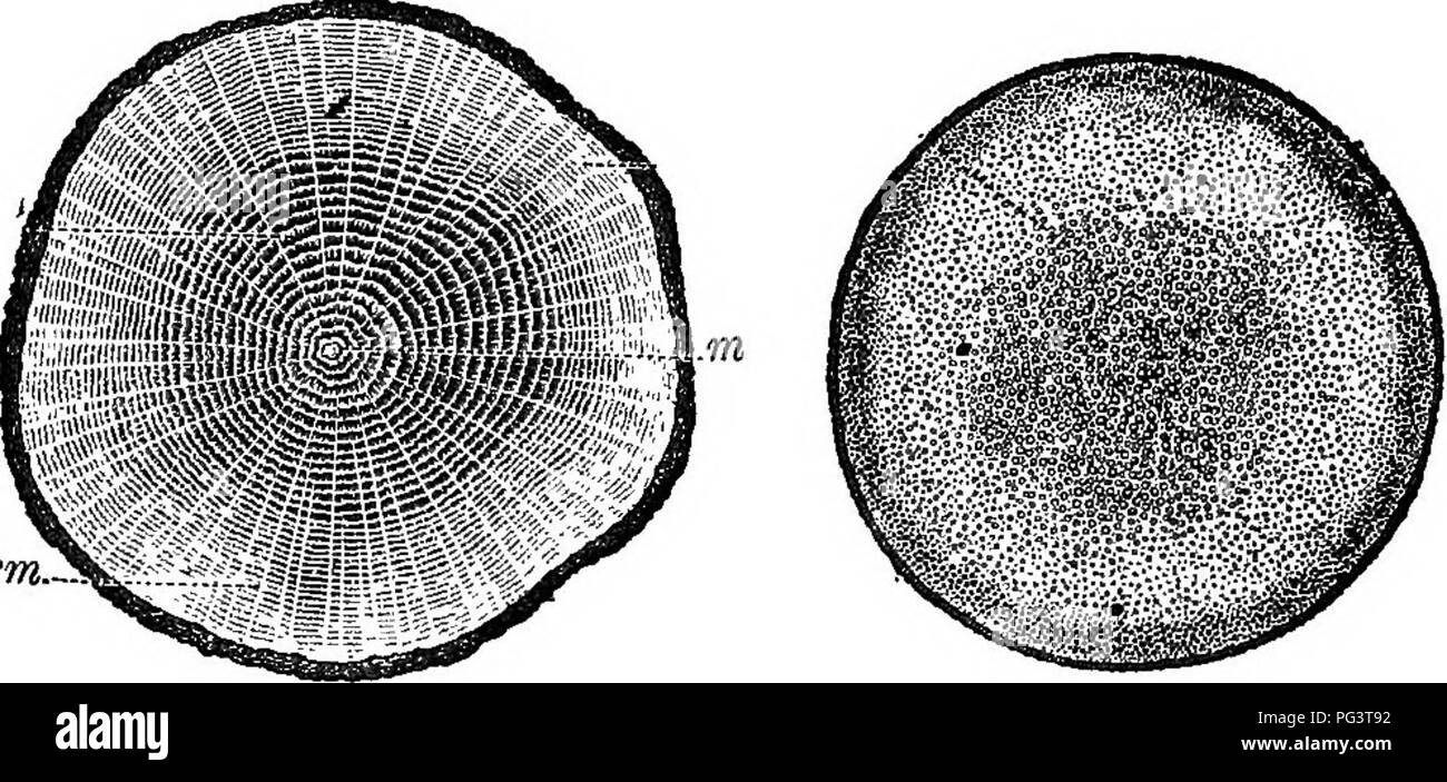 This textbook focuses on the essentials of botany, emphasizing plant ...