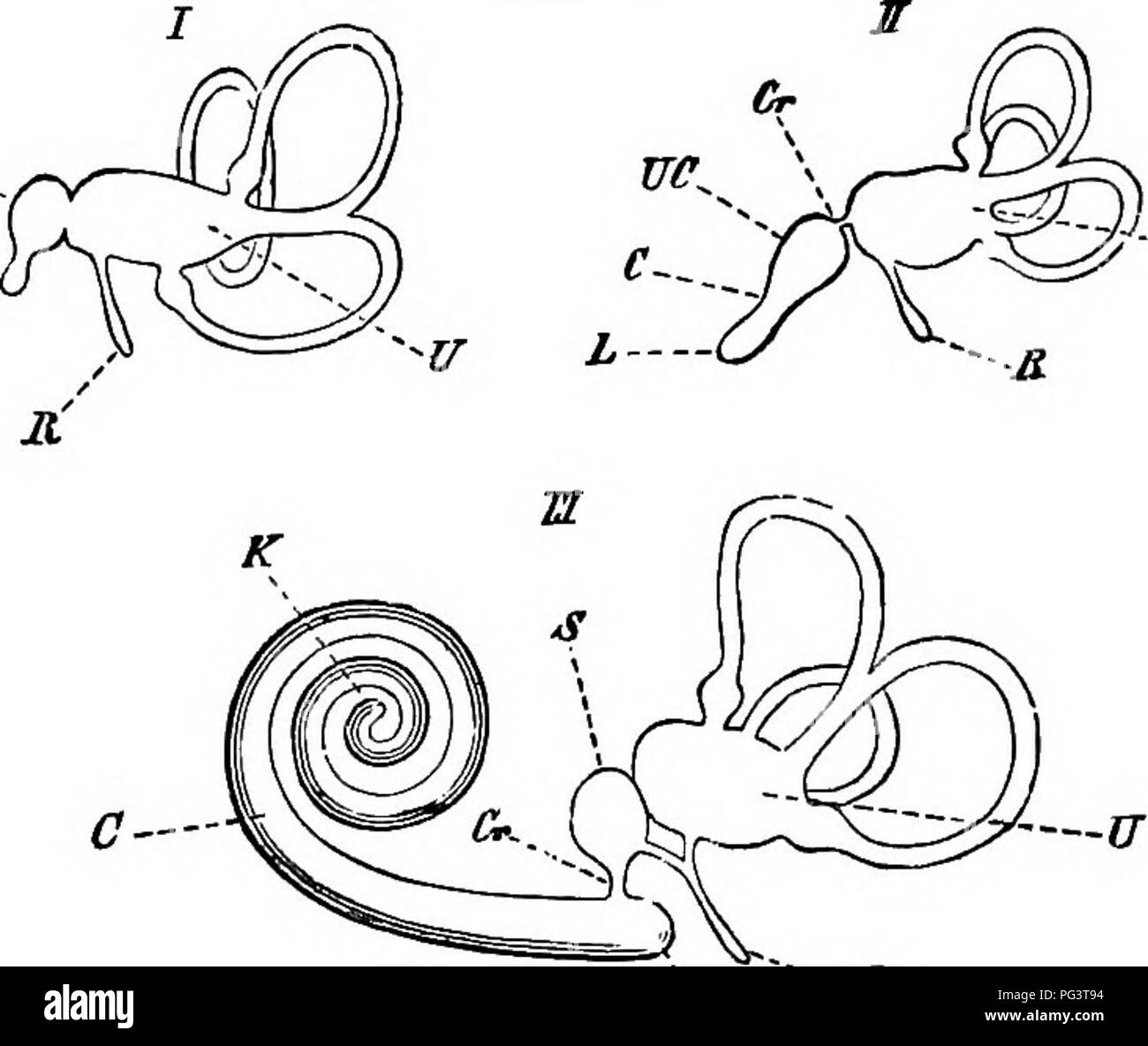 This diagram from an embryology text illustrates the development of the ...