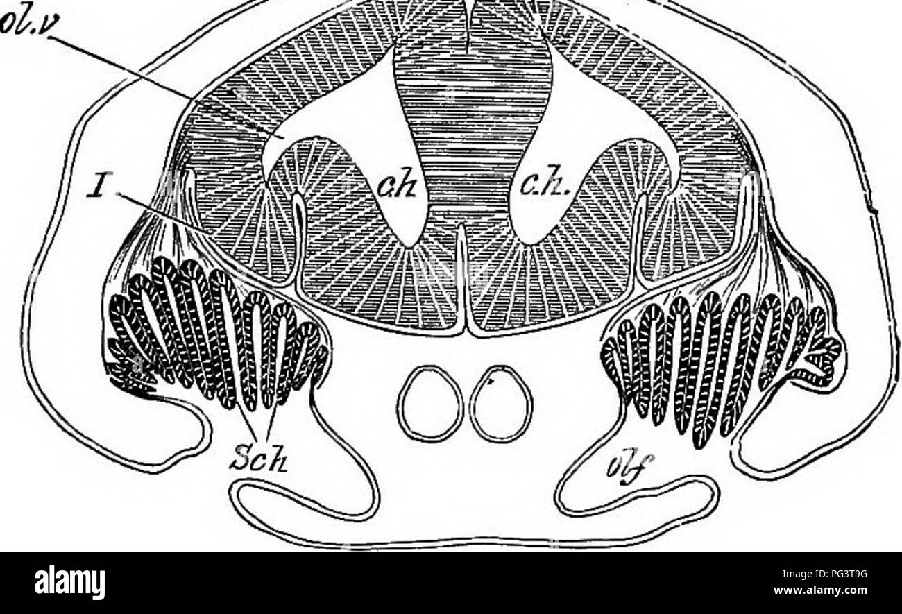 This work provides an in-depth study of embryology, focusing on the ...