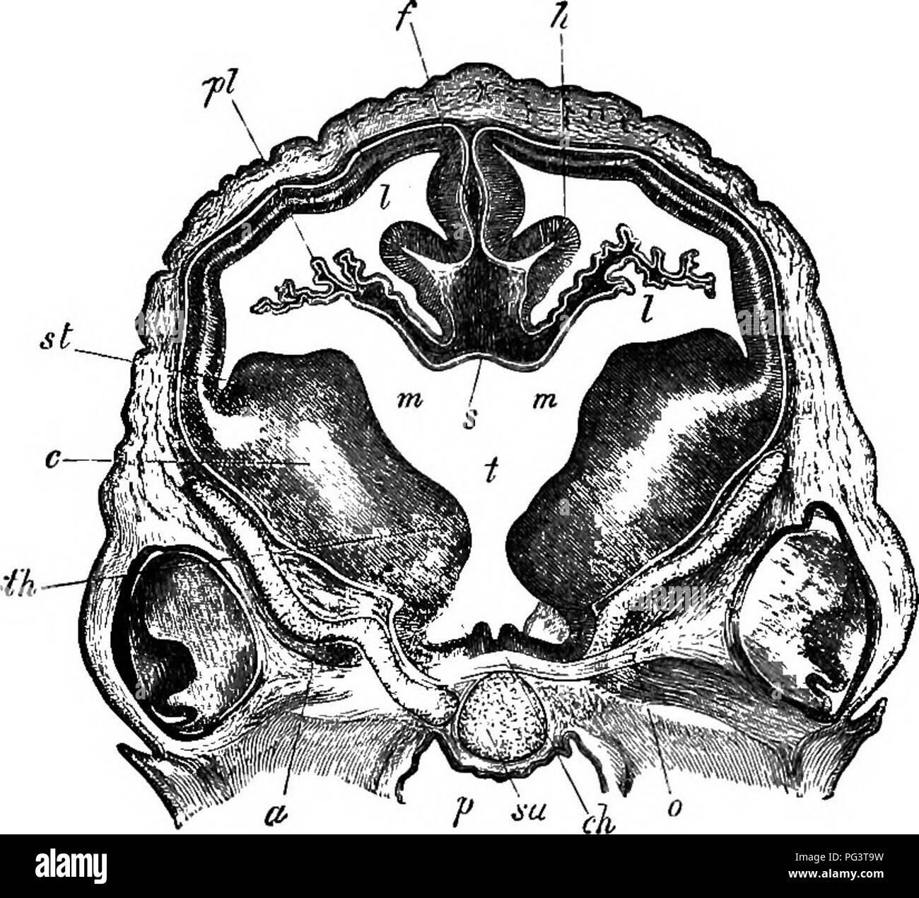 Choroid Plexus Sheep Brain