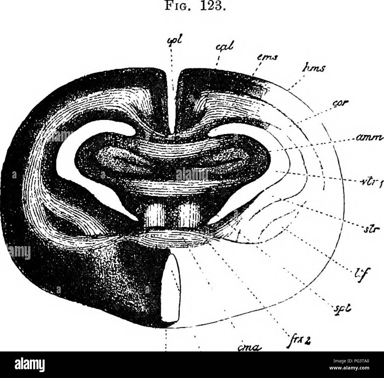 This text covers the study of embryonic development, focusing on the ...