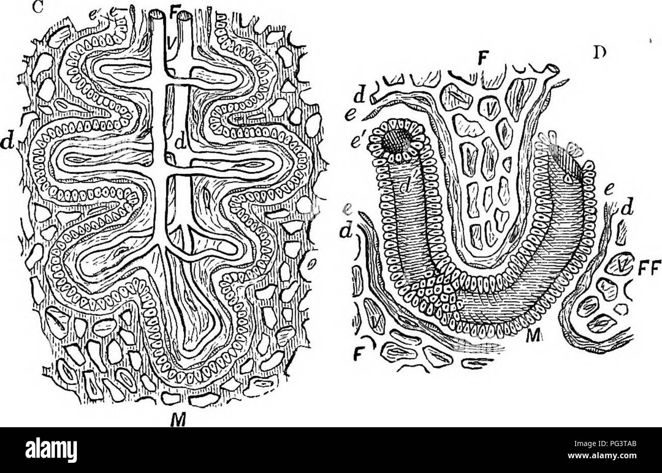 Embryology foster Black and White Stock Photos & Images - Alamy