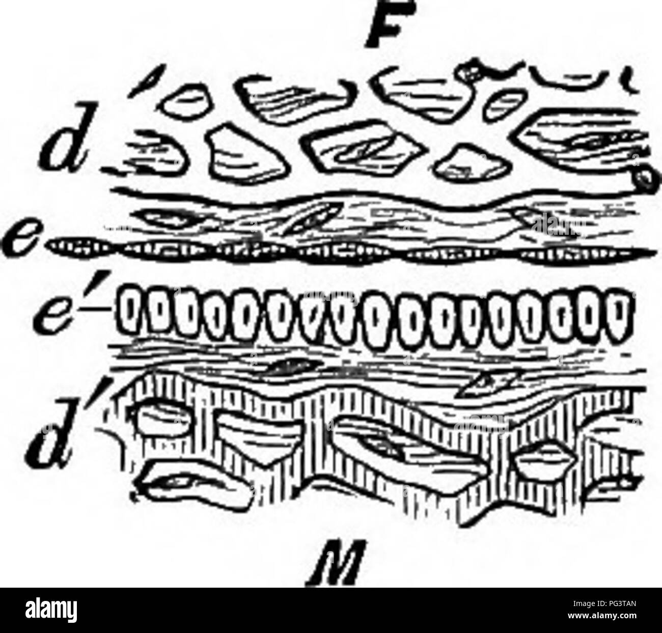 Histology images Black and White Stock Photos & Images - Alamy