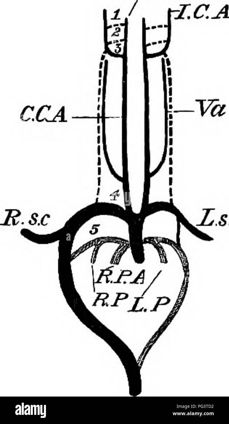 Bulbus Aorta High Resolution Stock Photography and Images - Alamy