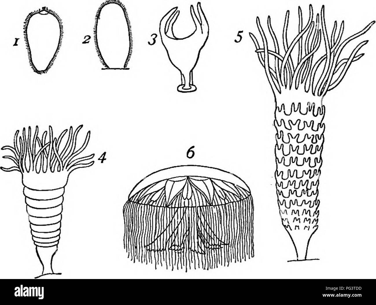 Transversal In Nature