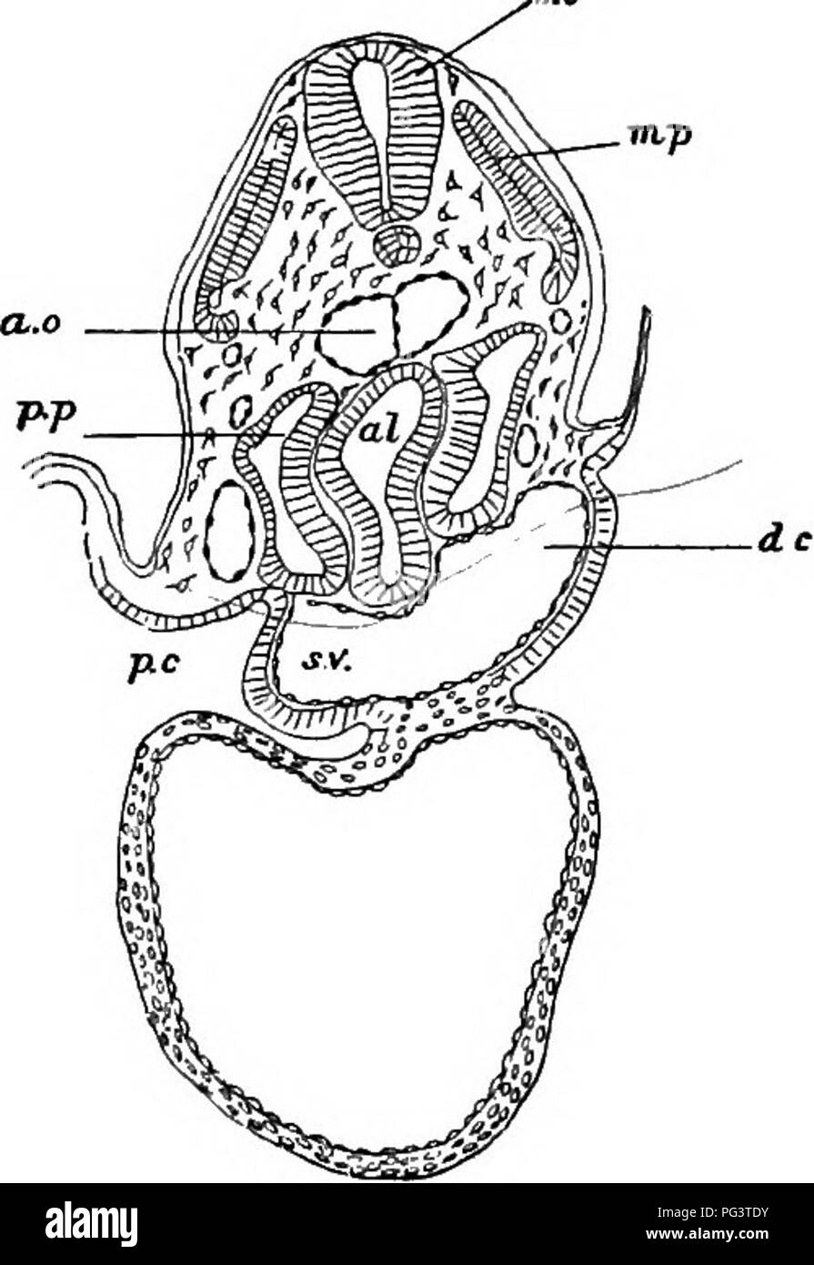 This work provides detailed descriptions of embryological development ...