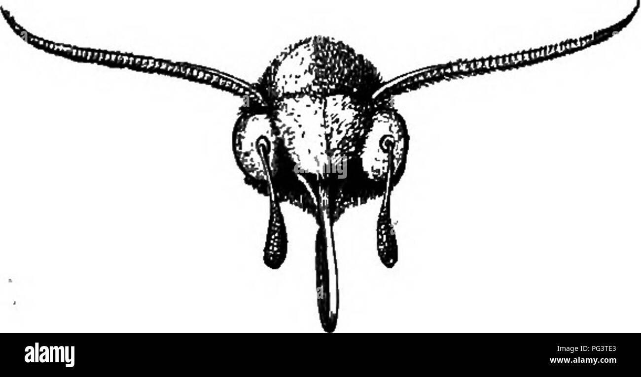 Long proboscis moths hi-res stock photography and images - Alamy