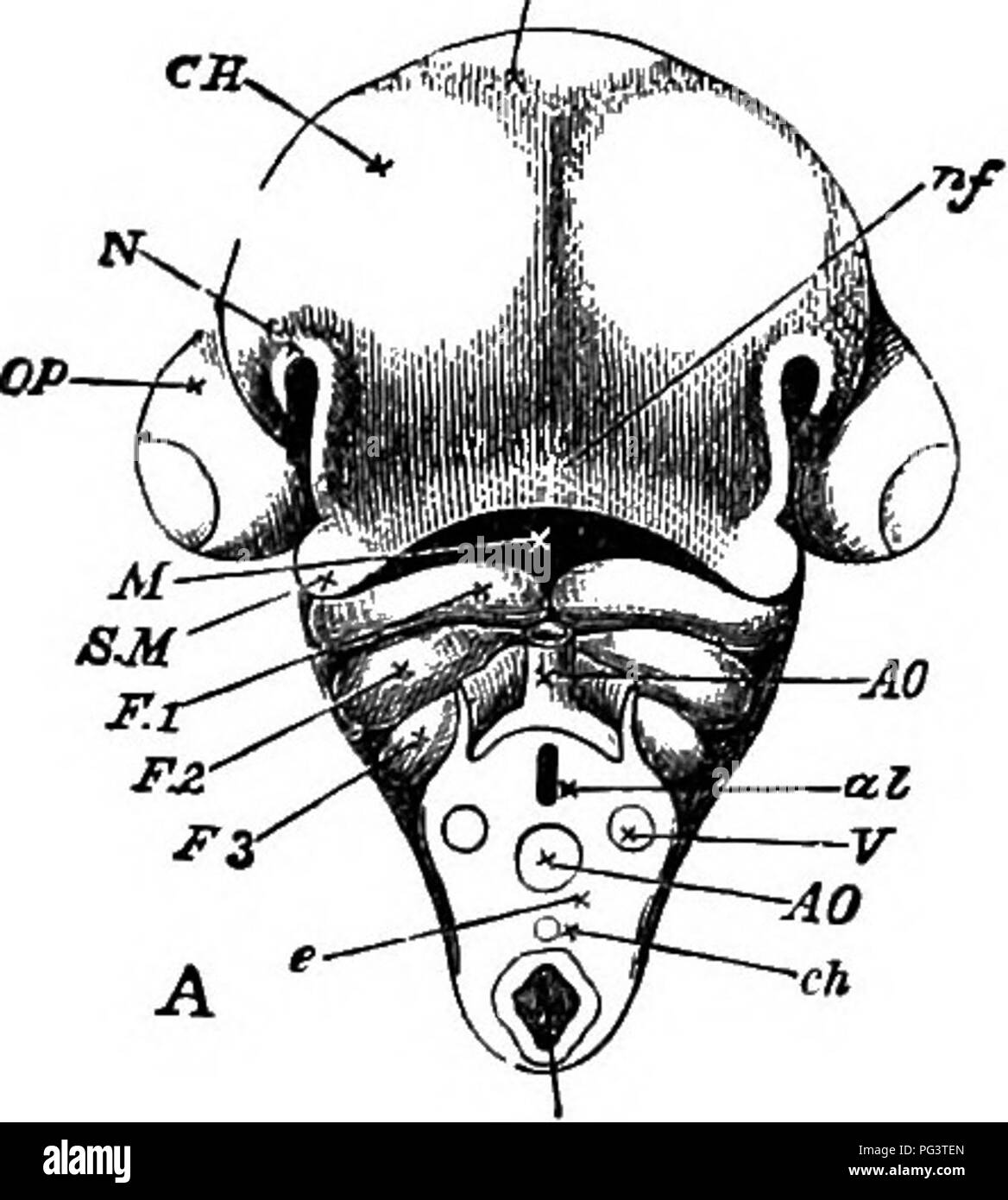 This illustration from *The Elements of Embryology* shows the fronto ...