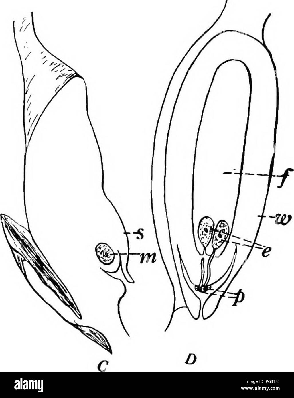 Micropyle In A Conifer