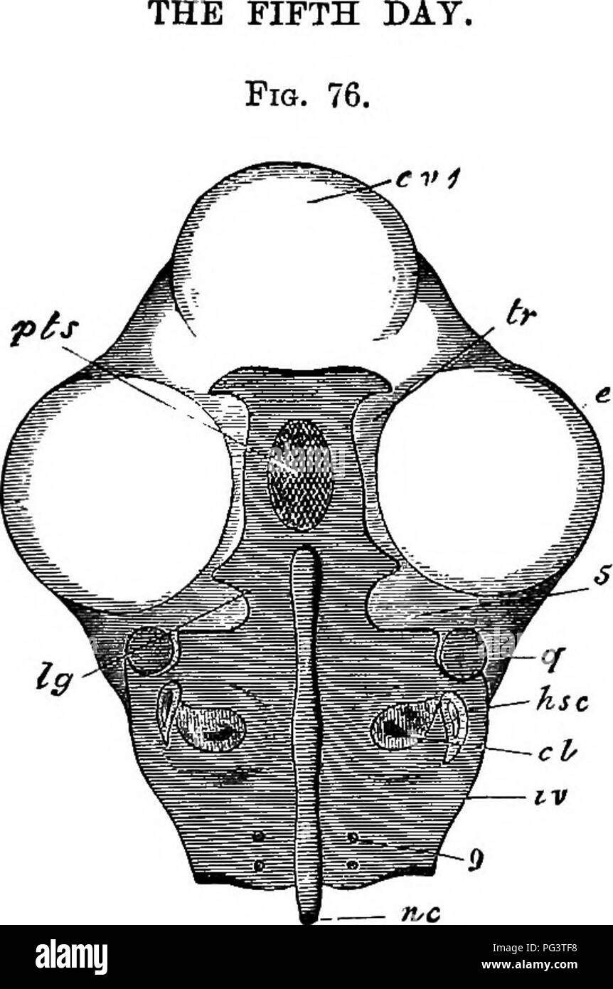 Skull anterior view Black and White Stock Photos & Images - Alamy