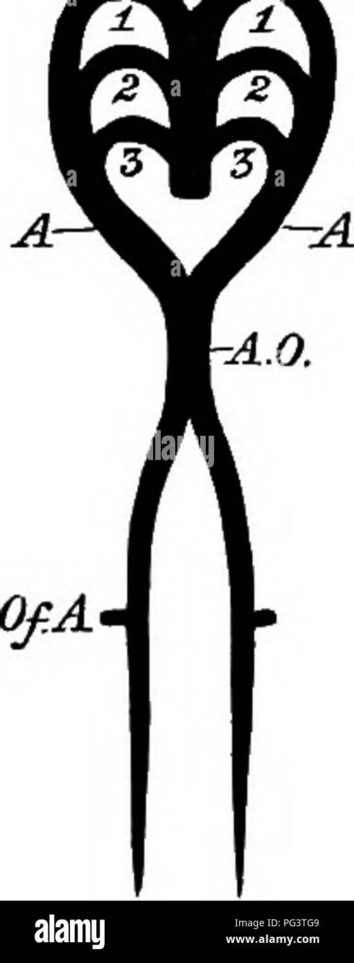 Vitelline arteries Black and White Stock Photos & Images - Alamy