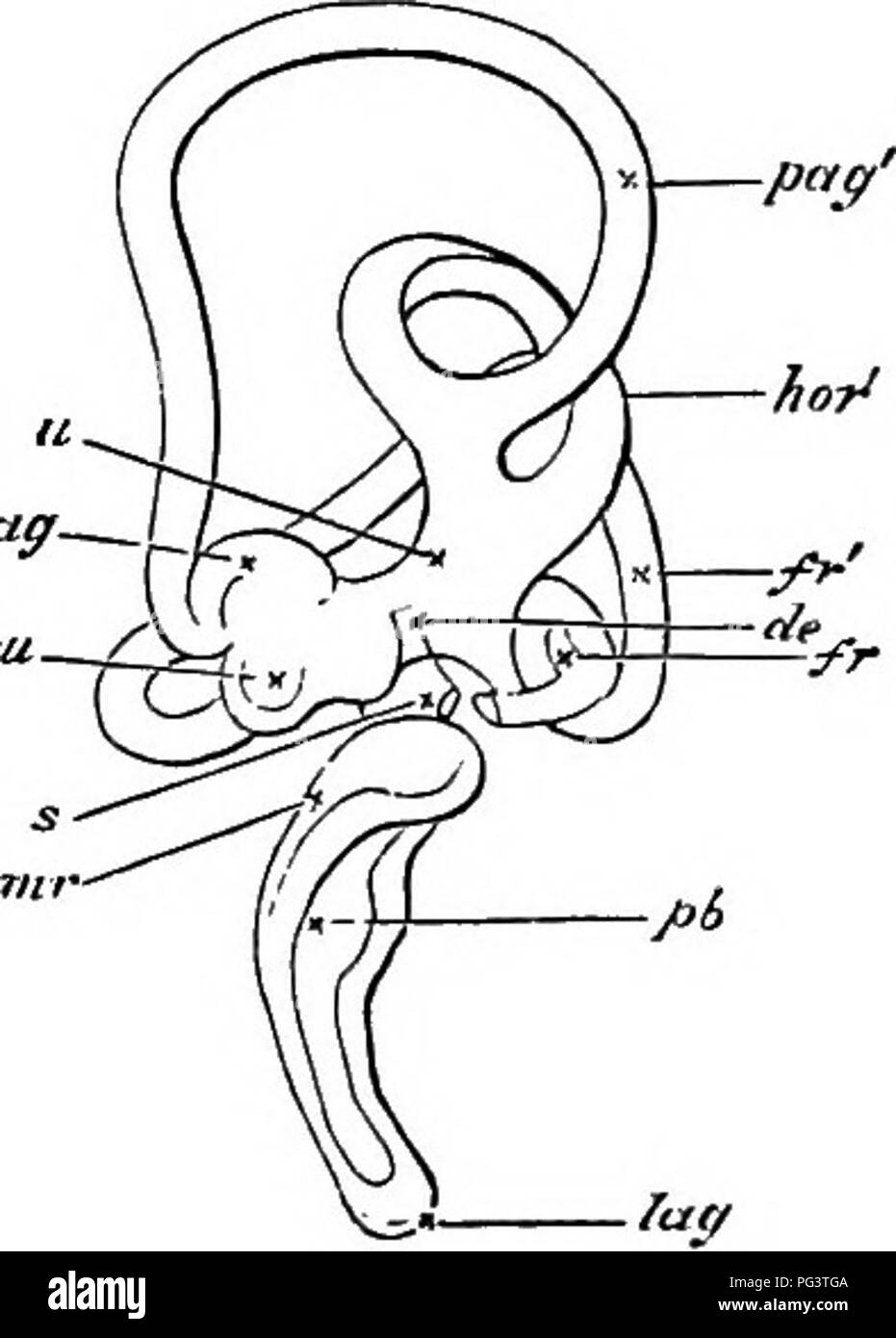 . The elements of embryology . Embryology. THE EAR. Fia. 55. -pas/' 159 ...