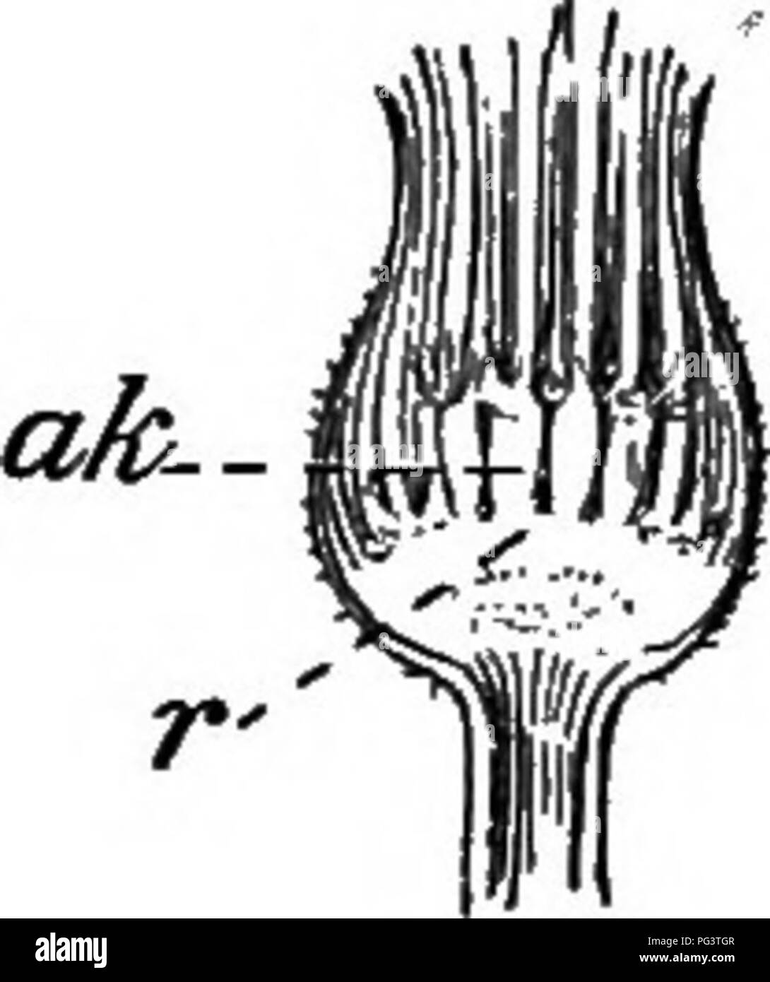 Pappus bristles hi-res stock photography and images - Alamy