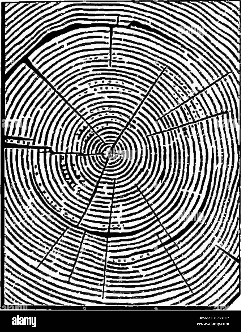 This work discusses timber trees, both native and foreign, focusing on ...