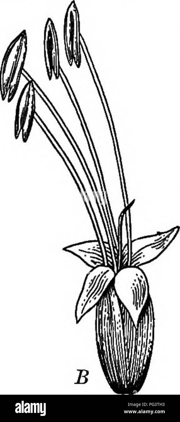 Plantago lanceolata flower Black and White Stock Photos & Images - Alamy