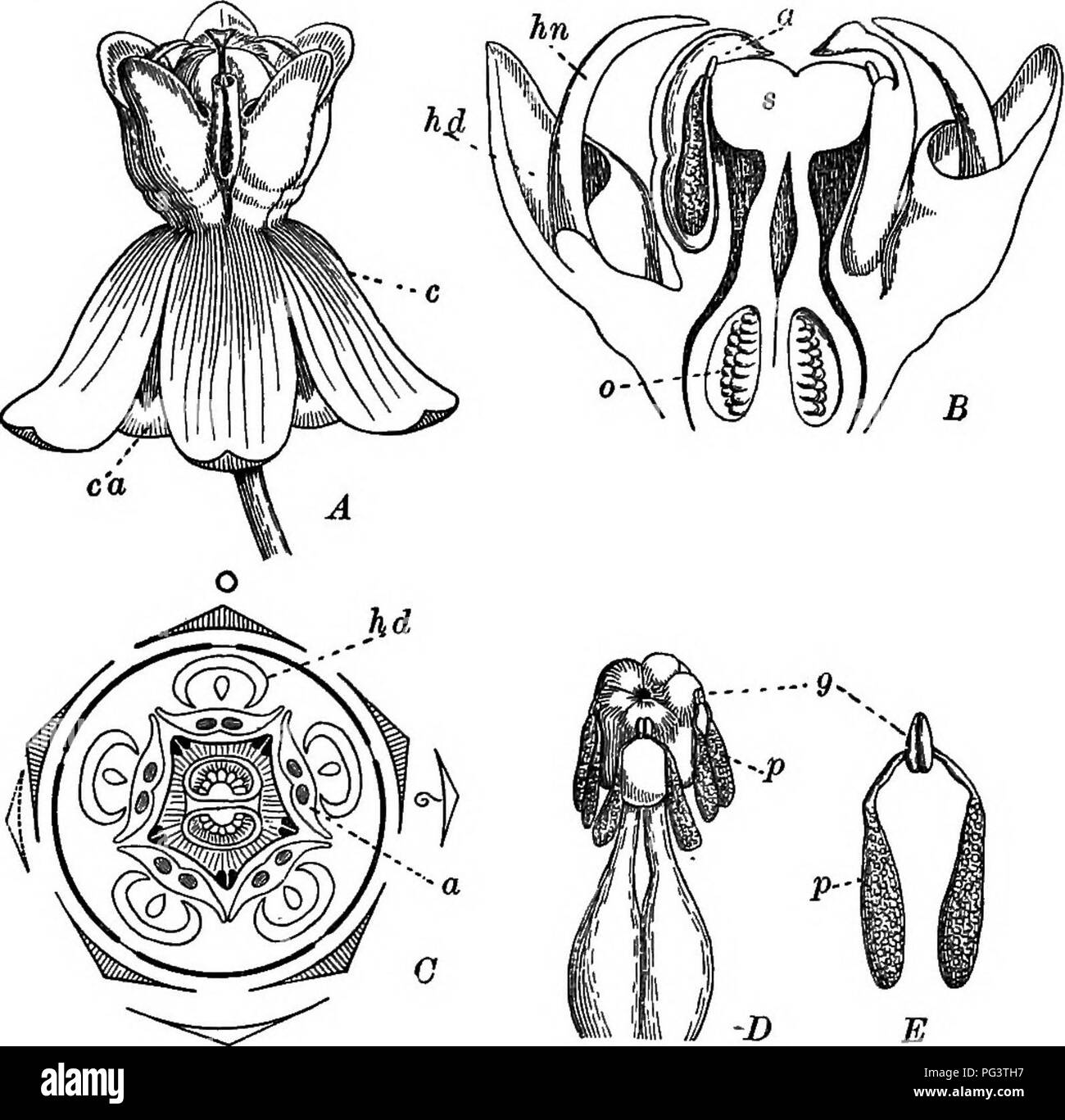 This illustration from 'Foundations of Botany' highlights key botanical ...