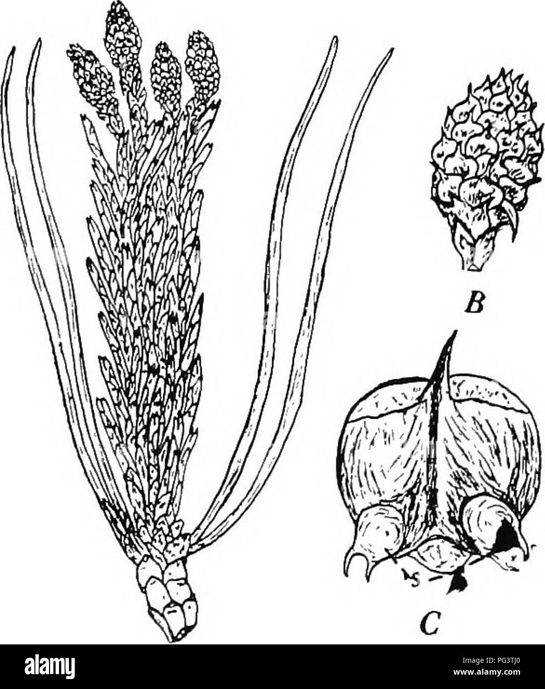 Ovuliferous hi-res stock photography and images - Alamy