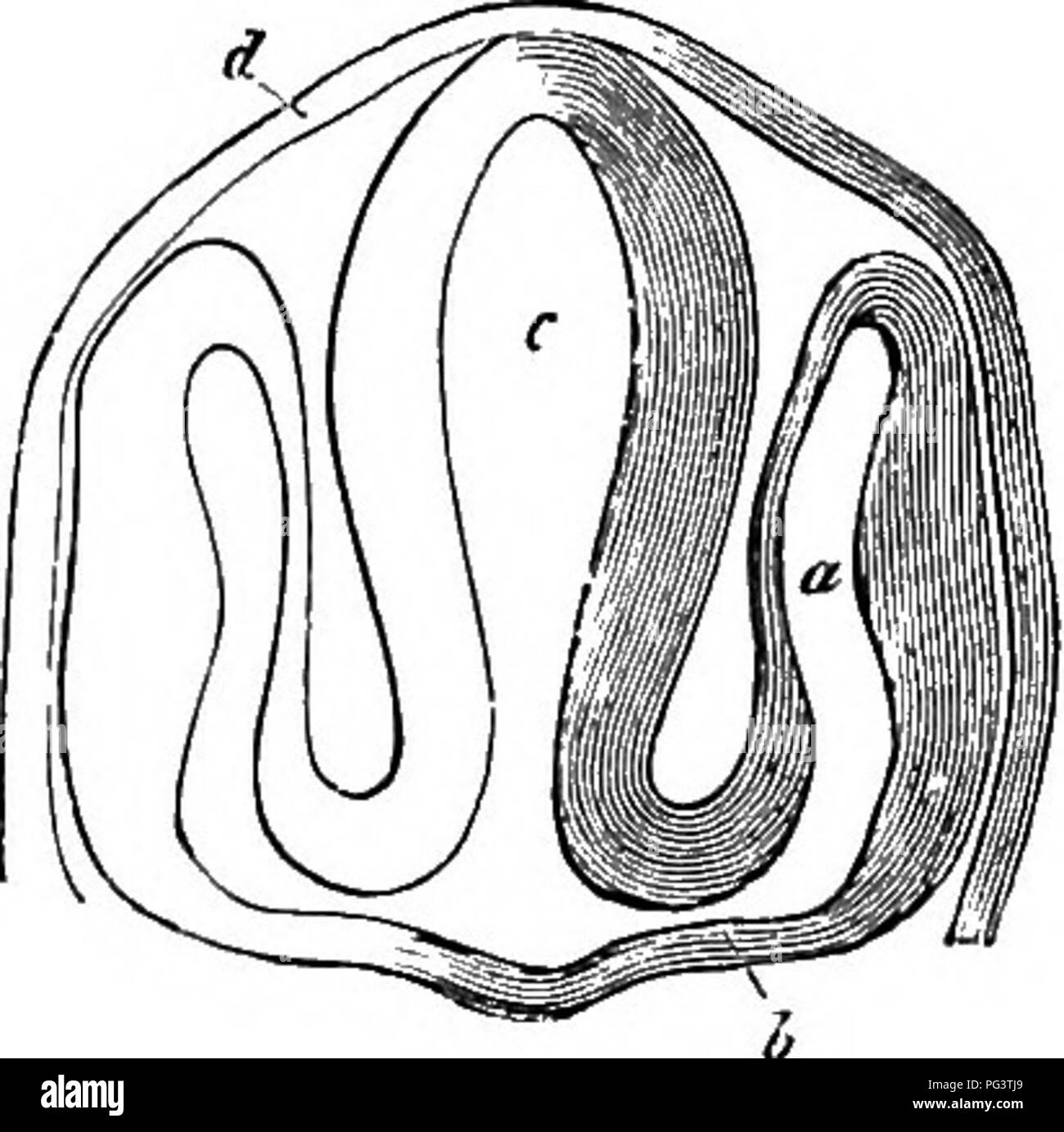 This illustration focuses on the development of the eye in an embryo ...
