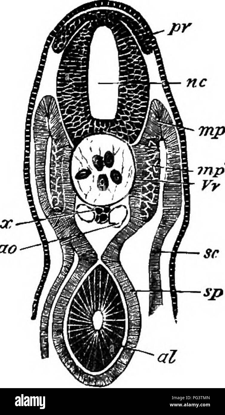 This textbook covers the key concepts in embryology, focusing on the ...