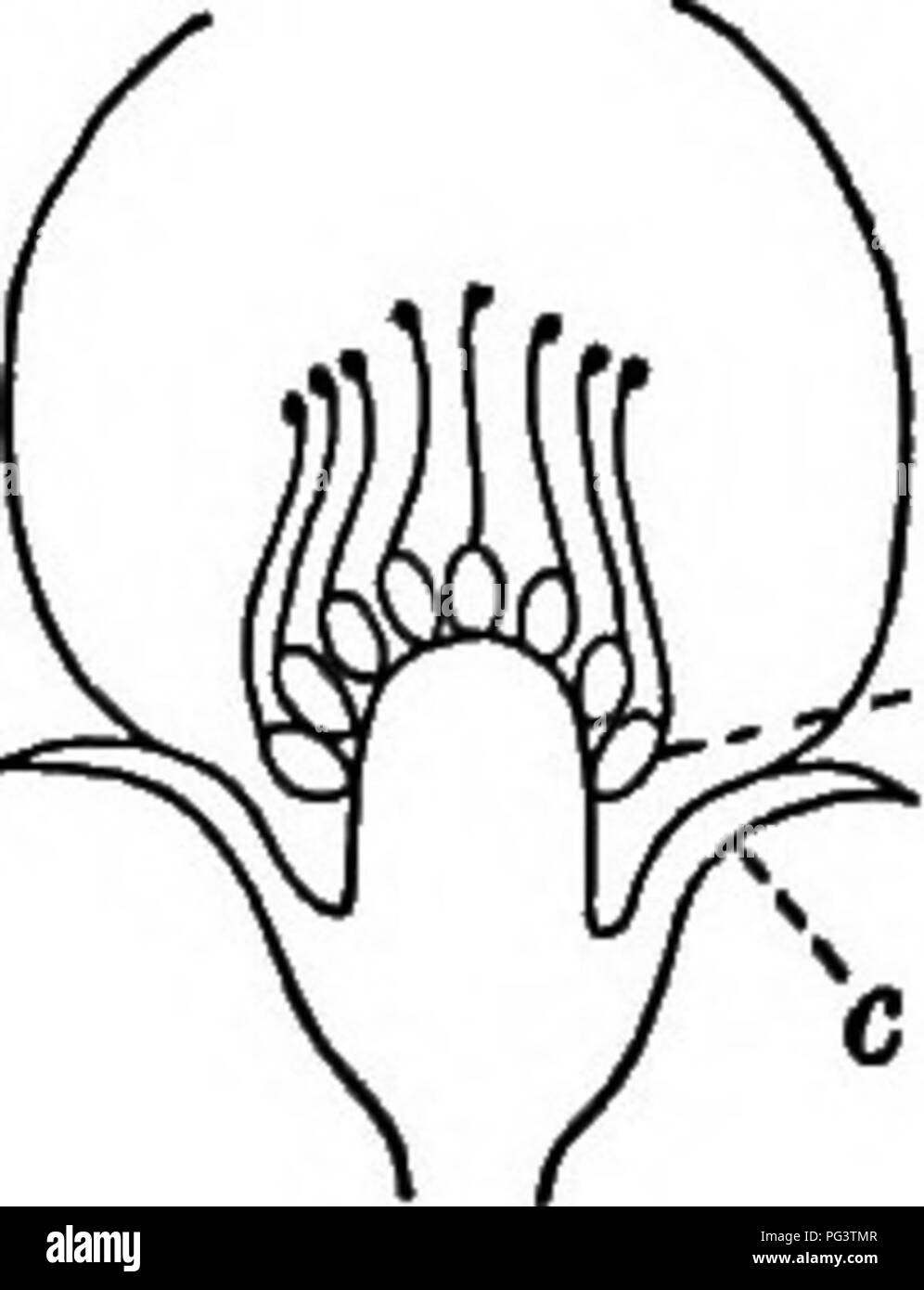 Inflated fruits hi-res stock photography and images - Alamy