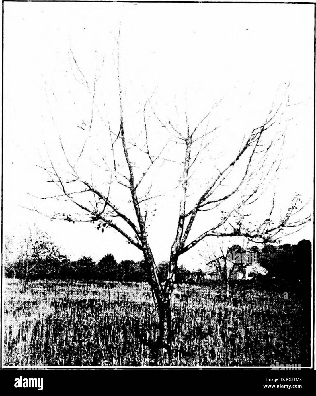 This manual covers common diseases affecting apple trees, including ...