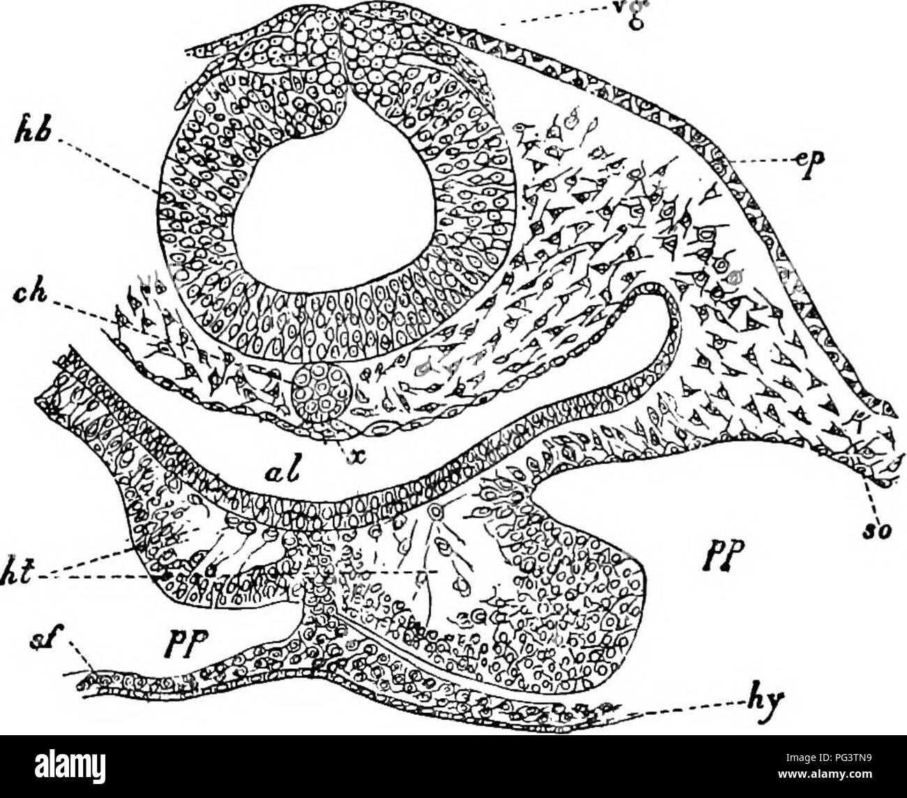 Cranial nerve examination Black and White Stock Photos & Images - Alamy