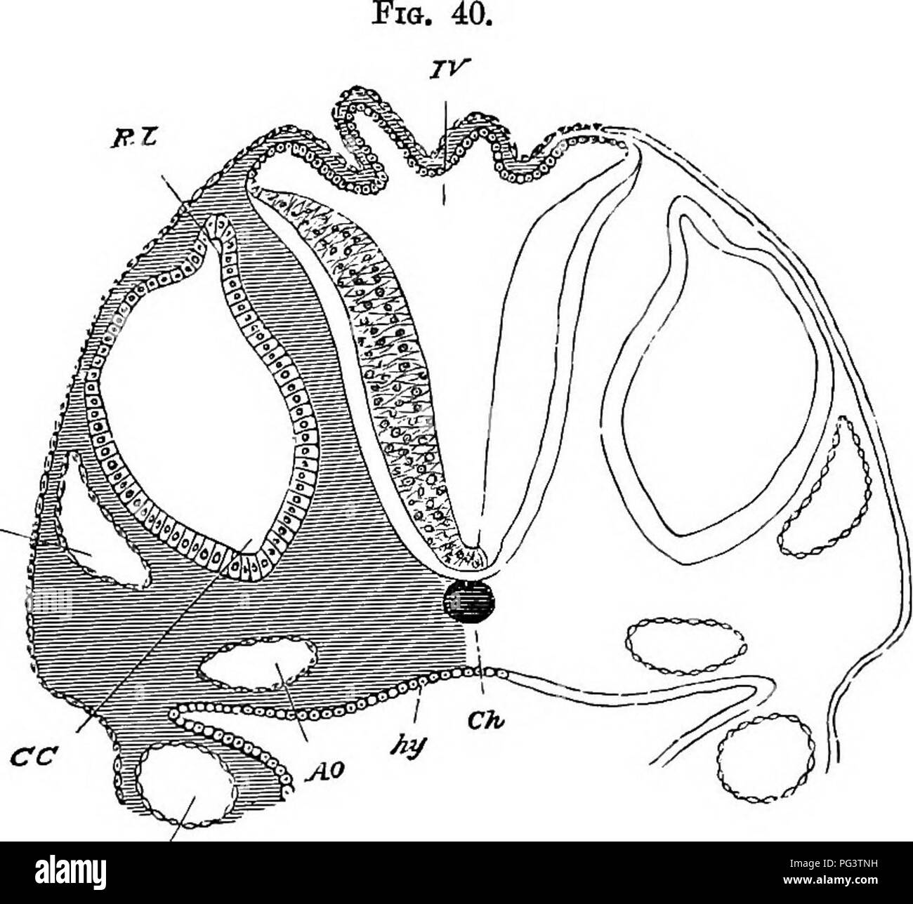 This illustration from *The Elements of Embryology* provides a detailed ...