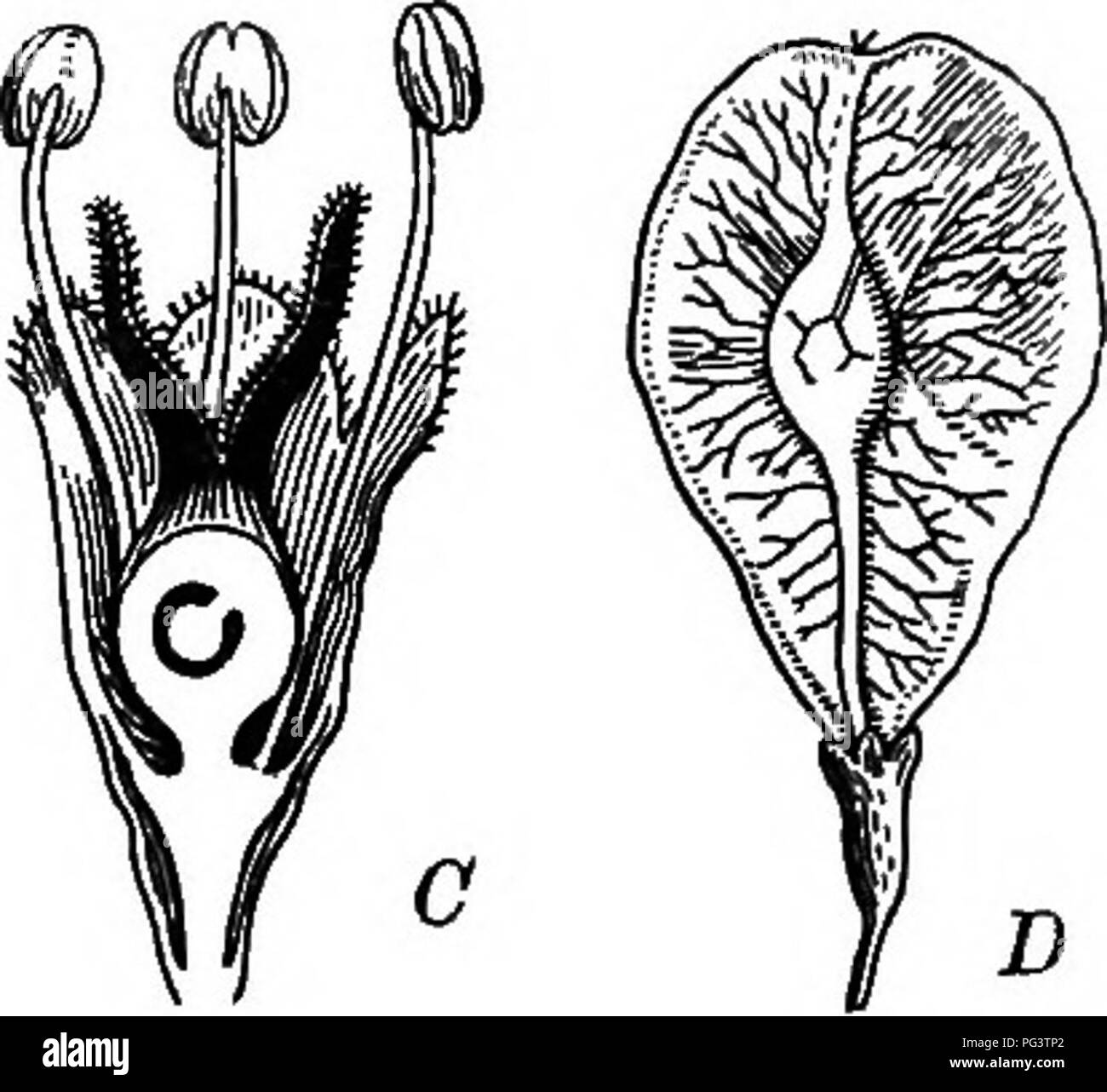 Longitudinal section of a flower hi-res stock photography and images ...