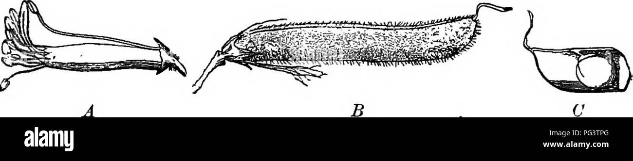 This image showcases an essential aspect of botany, highlighting the ...