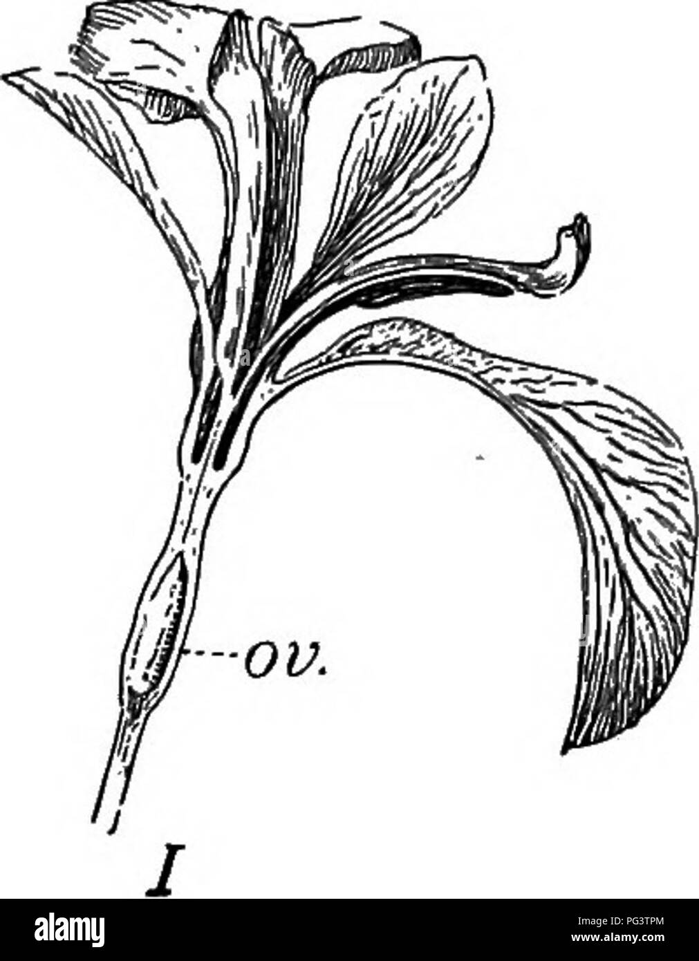 . Foundations of botany. Botany; Botany. Fia. 6.—Iris. X, flower; 11 ...