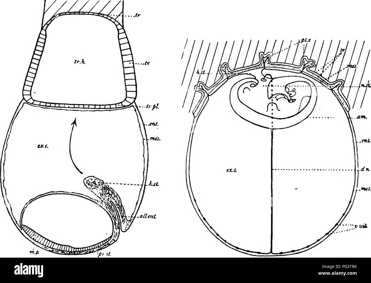 This biological study of twins in mammals focuses on the development ...