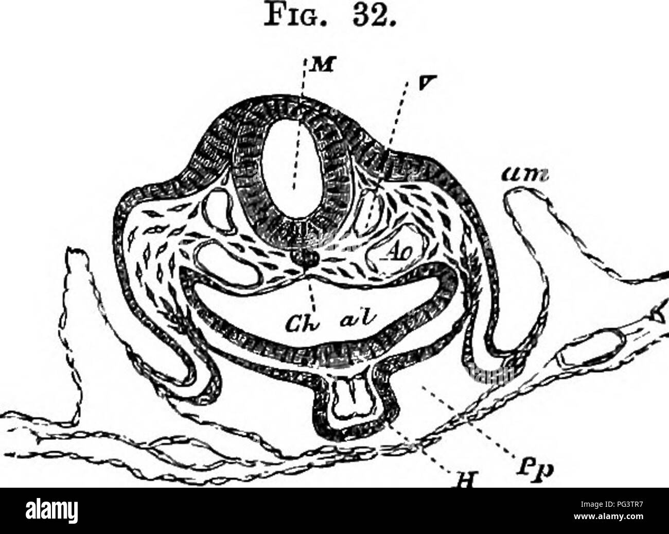 This work on embryology details the development of the vascular system ...