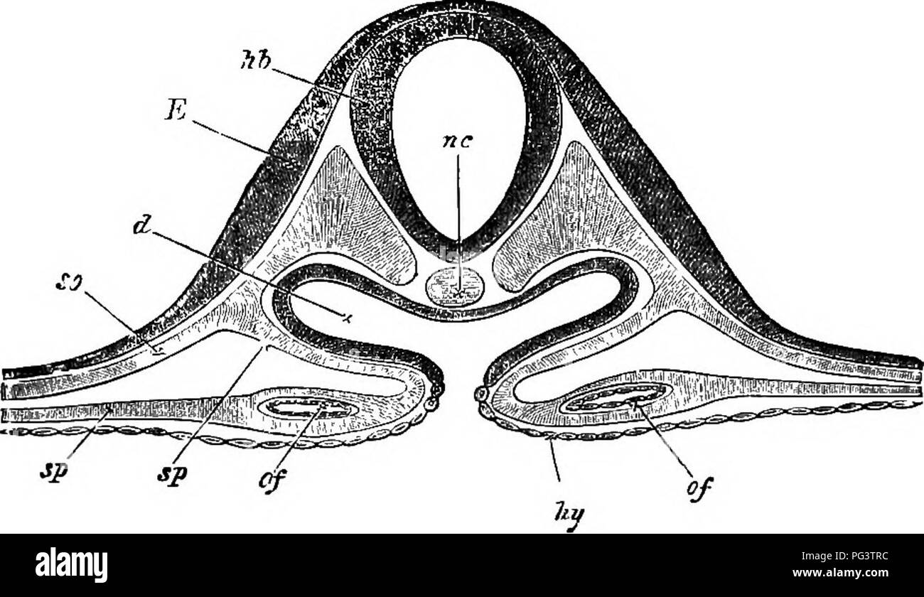 . The elements of embryology . Embryology. B. Two Diagrammatic Sections ...